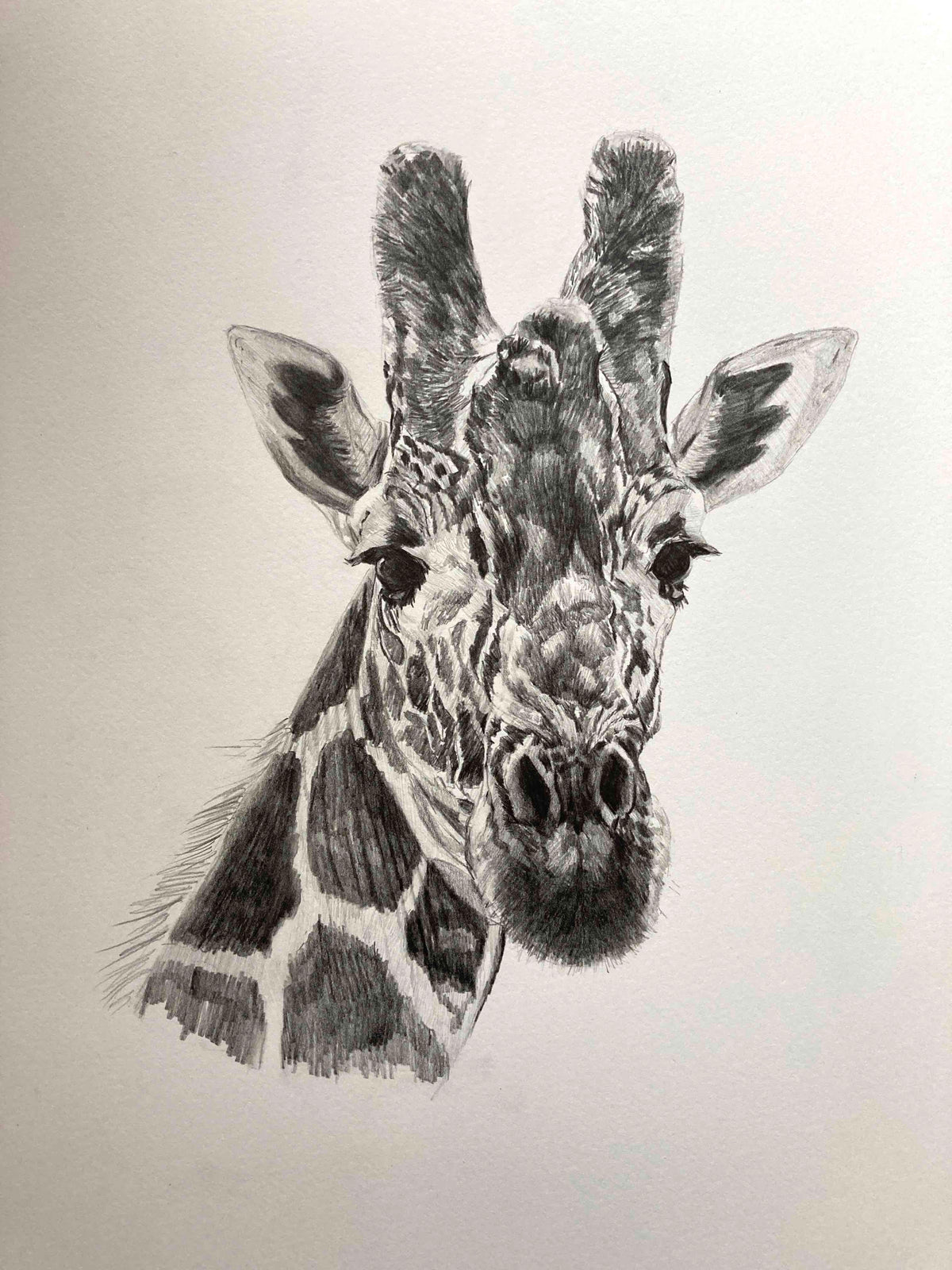 Dogs & Other Animals – Francesca Sanders Artist