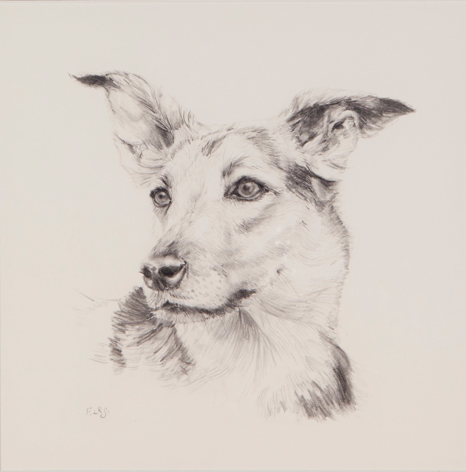 Dogs & Other Animals – Francesca Sanders Artist