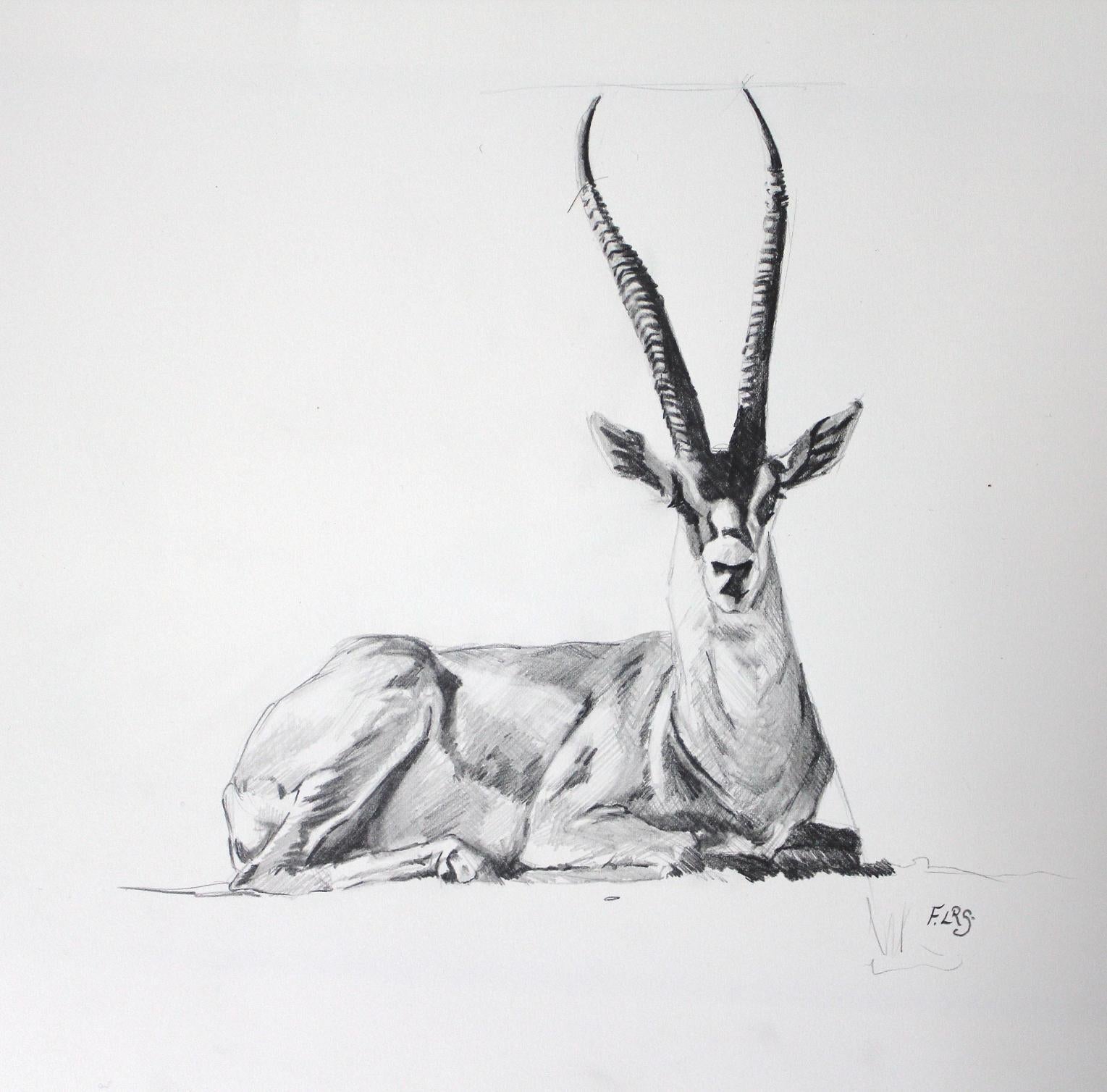 Gazelle Drawing Thomson's Gazelle (1) | Images :: Behance